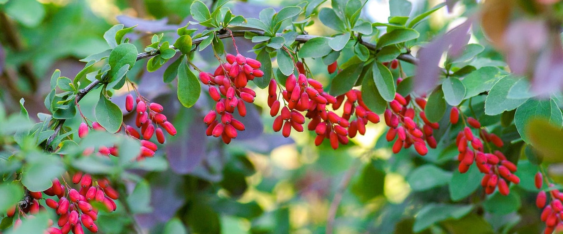The Fascinating History of Berberine in Traditional Medicine
